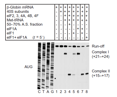 1 Pestova and colleagues carried out a | Chegg.com