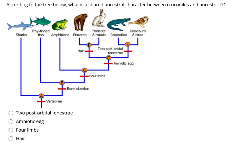 Solved According to the tree below, what is a shared | Chegg.com