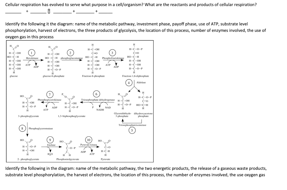Solved Cellular respiration has evolved to serve what | Chegg.com