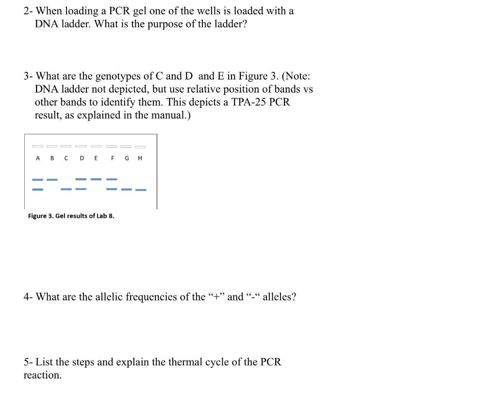 Solved 2- When loading a PCR gel one of the wells is loaded | Chegg.com