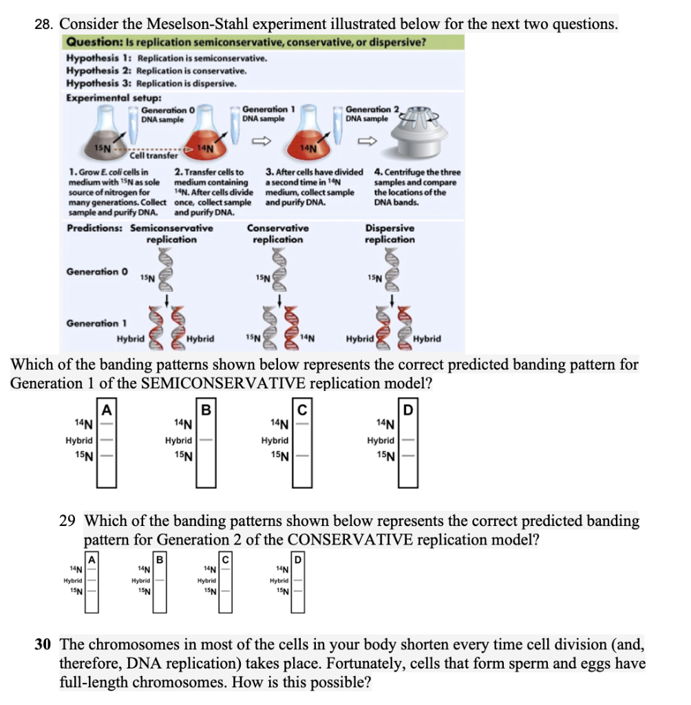 Solved Vhich of the banding patterns shown below represents | Chegg.com