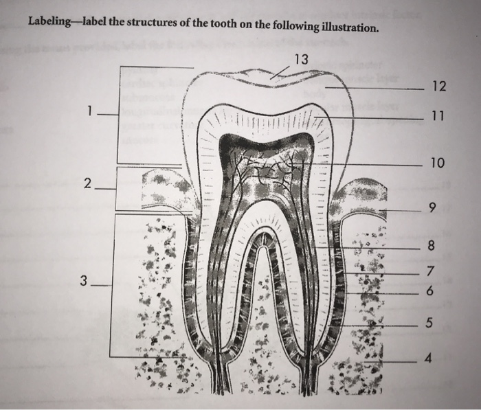 Solved Labeling-label the structures of the tooth on the | Chegg.com