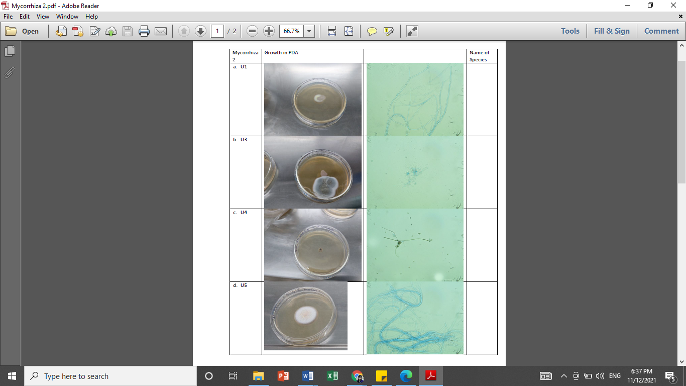 Solved Mycorrhiza 2.pdf - Adobe Reader File Edit View Window | Chegg.com