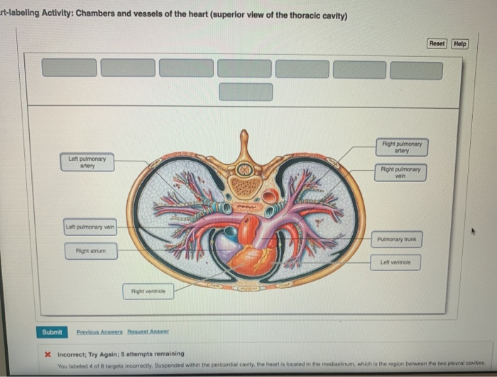 Solved rt-labeling Activity: Chambers and vessels of the | Chegg.com
