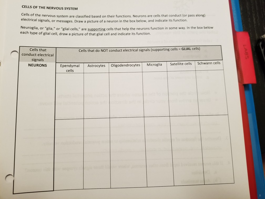 Solved CELLS OF THE NERVOUS SYSTEM Cells of the nervous | Chegg.com