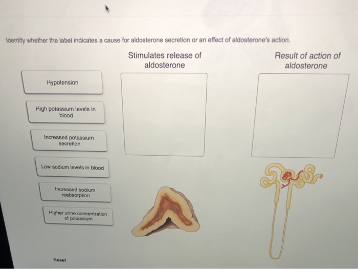 Solved Identify whether the label indicates a cause for | Chegg.com