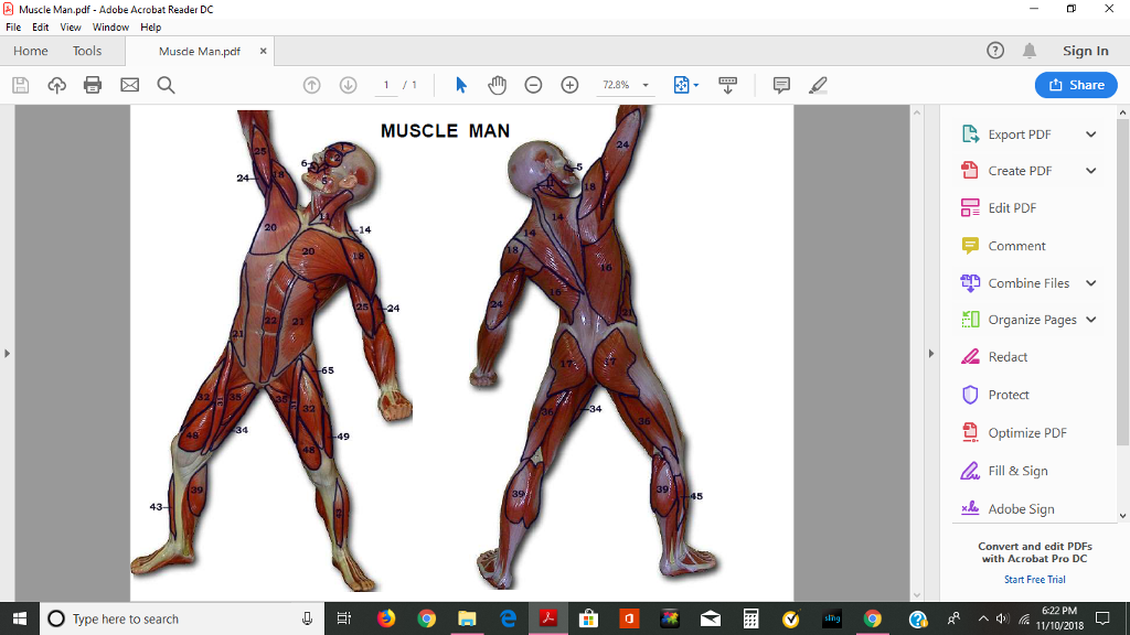 Solved DMuscle Man.pdf- Adobe Acrobat Reader DC File Edit | Chegg.com