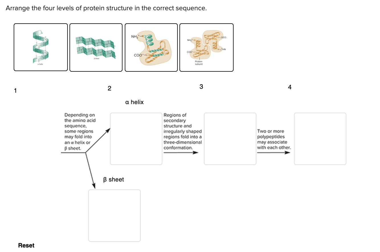 Solved Arrange the four levels of protein structure in the | Chegg.com