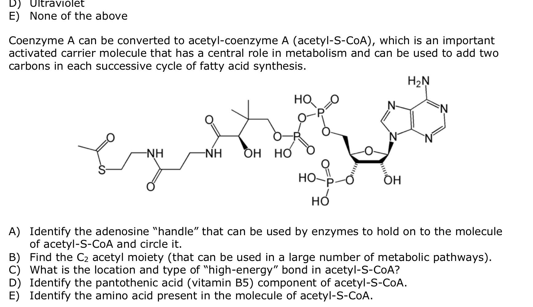 Coenzyme A Synthesis