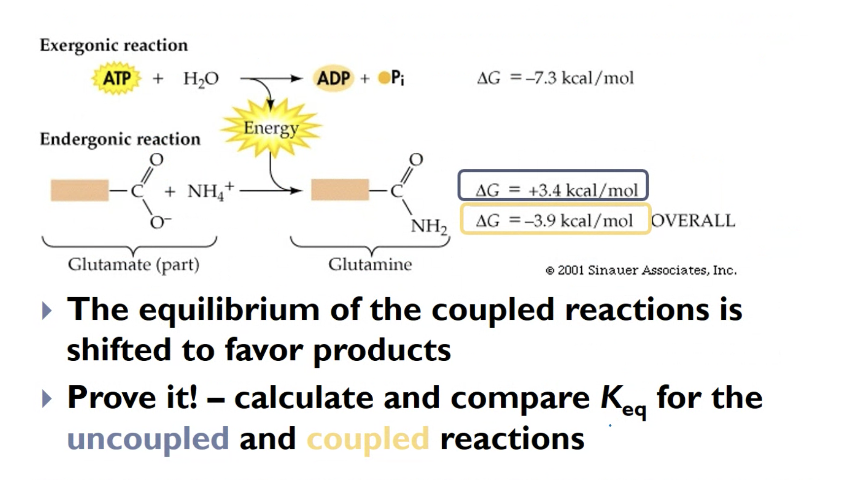Solved Exergonic reaction ATP + H2O ADP + Pi AG = -7.3 | Chegg.com
