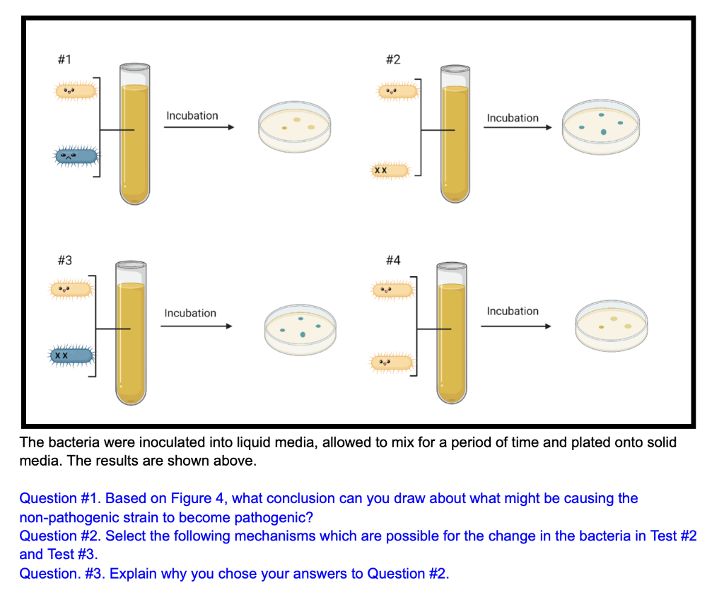 Solved #1 #2 Incubation Incubation XX #3 #4 Incubation | Chegg.com