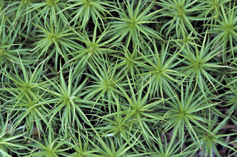 Solved how does the arrangment of the moss leaf-like | Chegg.com