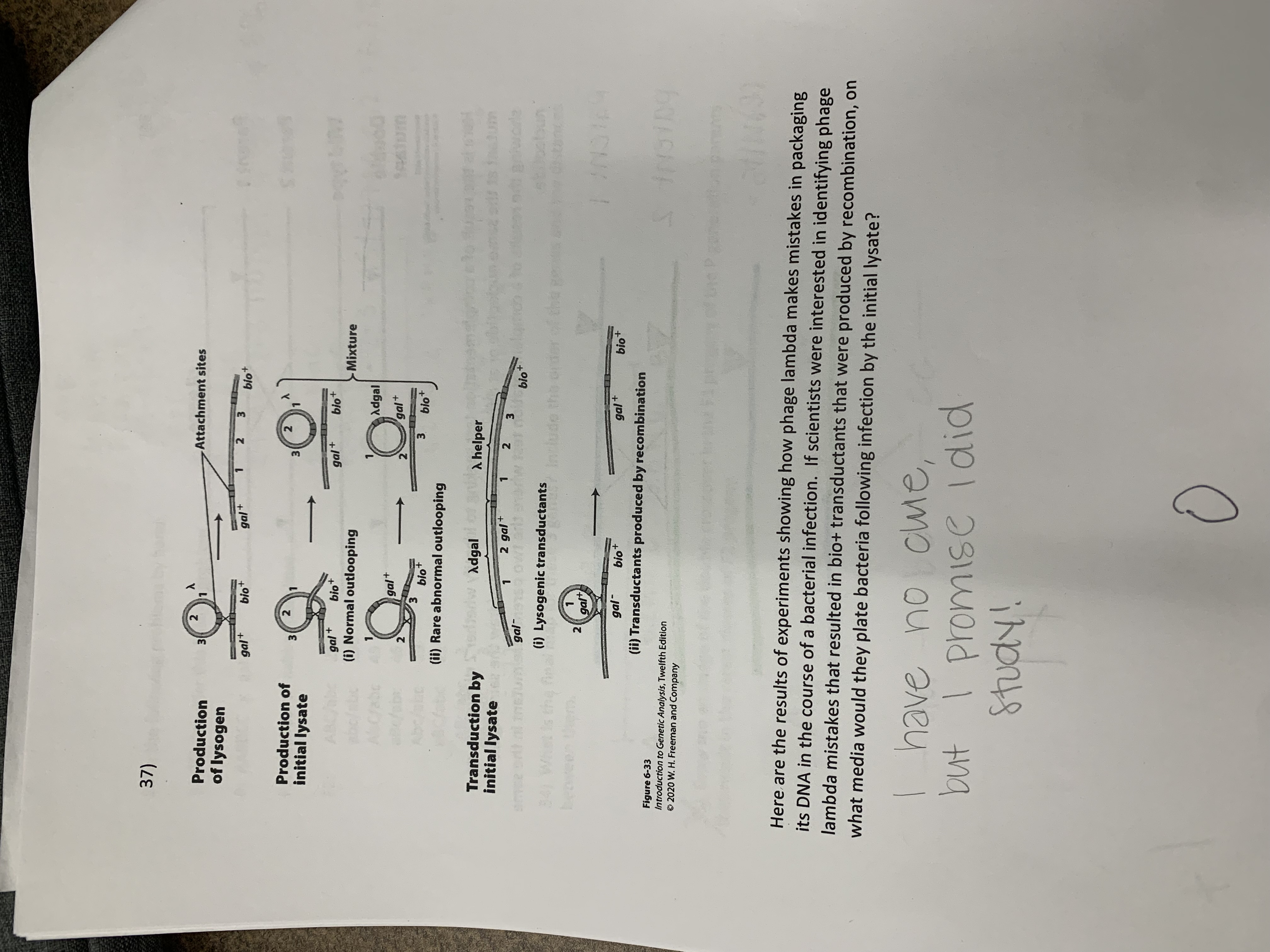 Solved here are the results of experiments showing how phage | Chegg.com