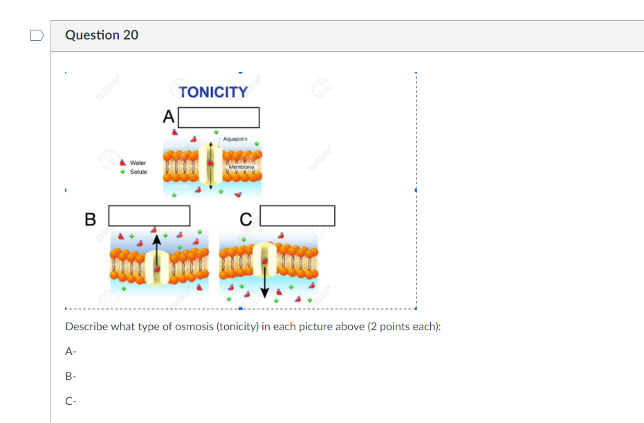 Solved Question 20 TONICITY A Aquaporin Water Solute | Chegg.com