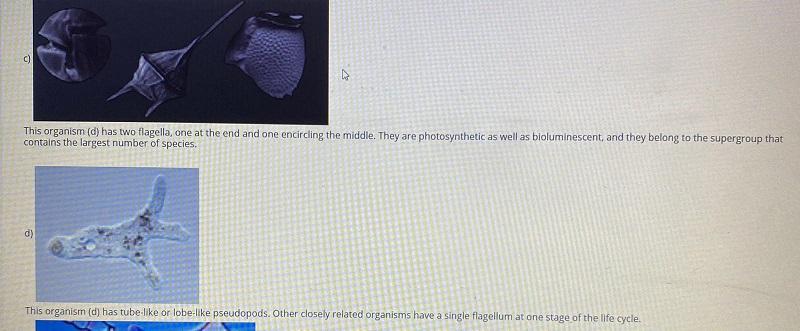 Solved For each specimen, name the supergroup in which it is | Chegg.com