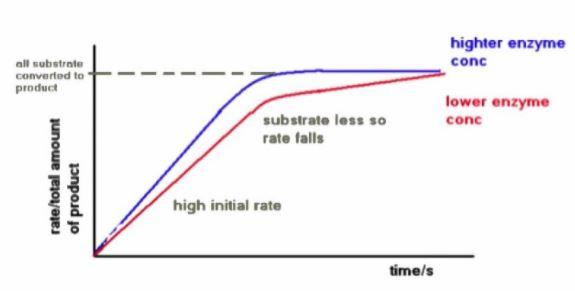 Solved highter enzyme conc all substrate converted to | Chegg.com