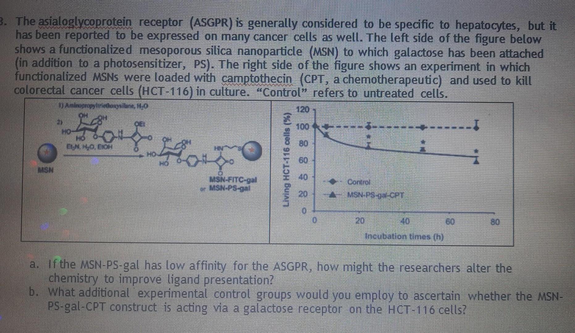 Solved The asialoglycoprotein receptor (ASGPR) is generally | Chegg.com