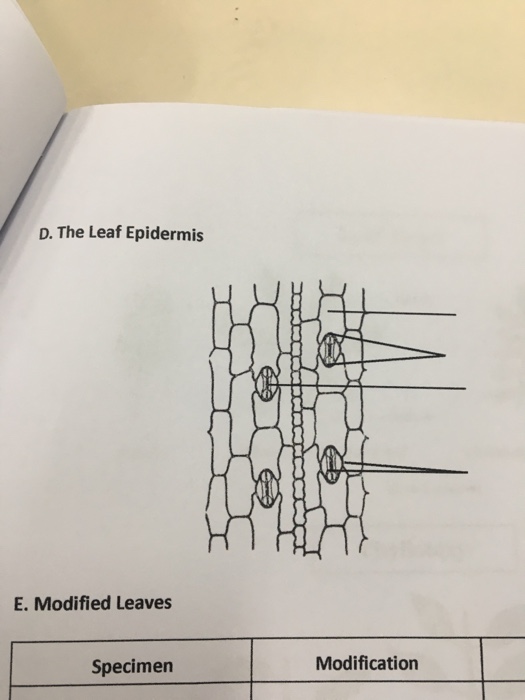 Solved D. The Leaf Epidermis E. Modified Leaves Specimen | Chegg.com