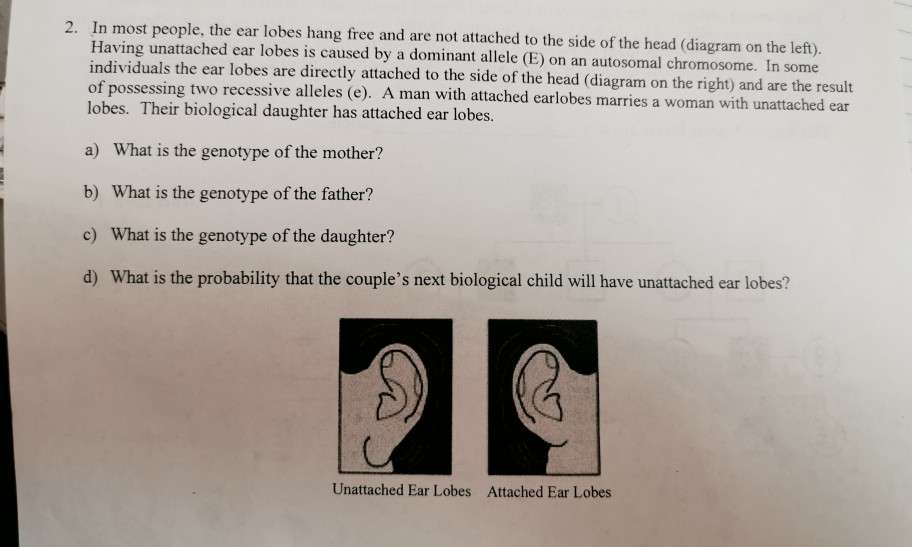 Solved 2. In most people, the ear lobes hang free and are | Chegg.com