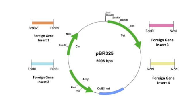 Solved Cial Hinda ECORV Bam Sall Ncol EcoRV ECORV Foreign | Chegg.com