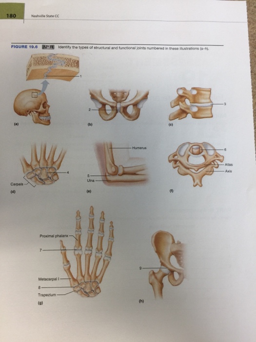 Anatomy And Physiology Archive | March 26, 2018 | Chegg.com