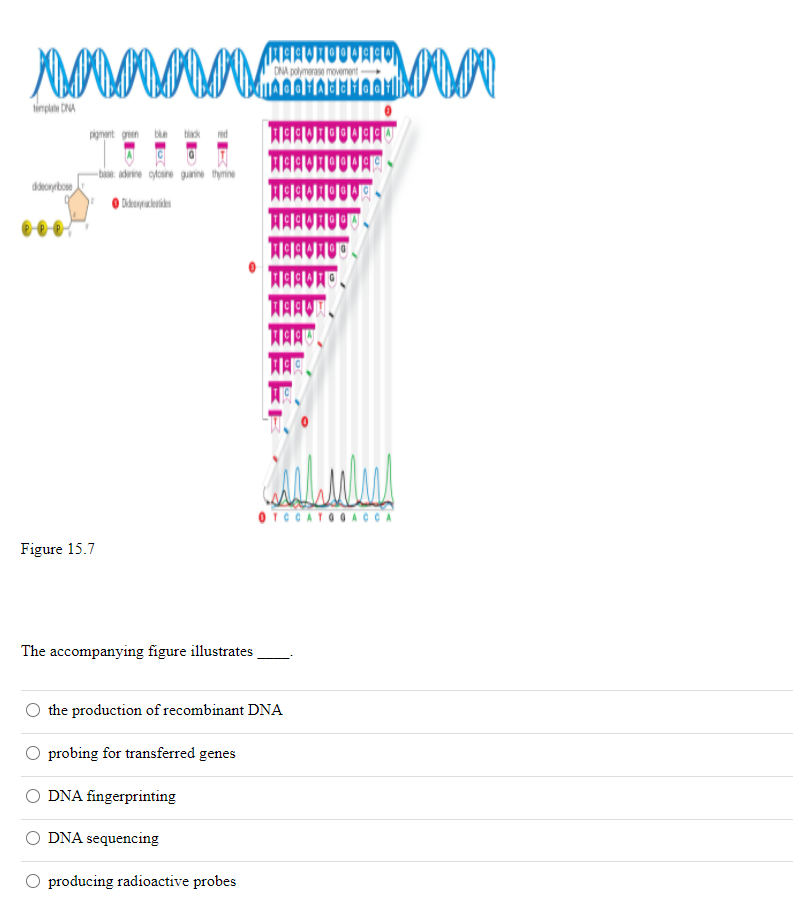 Solved musnama DNA polymerase movement mama AGMAMA imple | Chegg.com