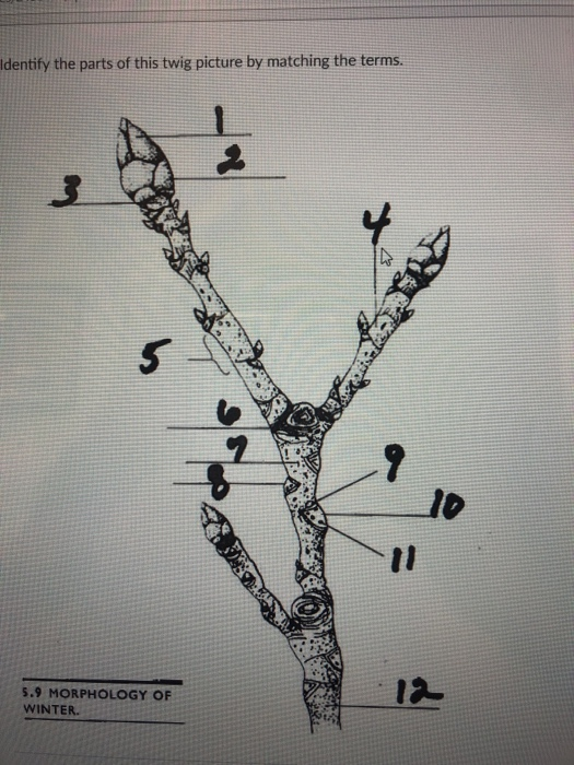 Solved Label Terminal Bud Bud | Chegg.com Solved Label Terminal Bud Bud | Chegg.com
