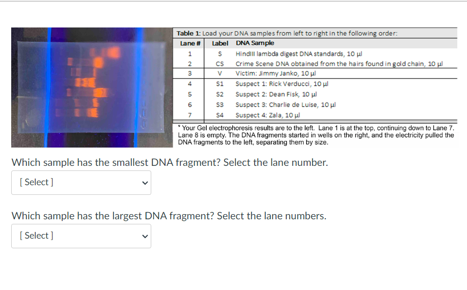 Solved "Your Gel electrophoresis results are to the left. | Chegg.com