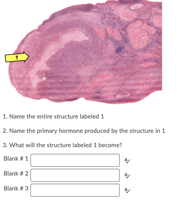 Solved 1 1. Name the entire structure labeled 1 2. Name the | Chegg.com