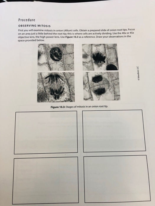 Procedure OBSERVING MITOSIS First you will examine | Chegg.com