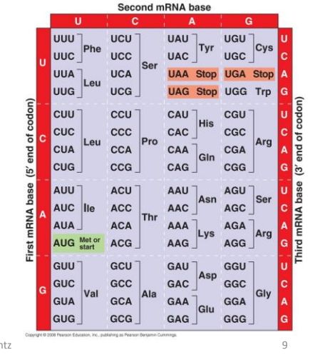 Solved The following sequence can be translated in three | Chegg.com
