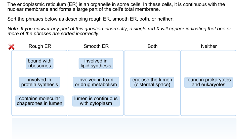 Solved The endoplasmic reticulum (ER) is an organelle in | Chegg.com