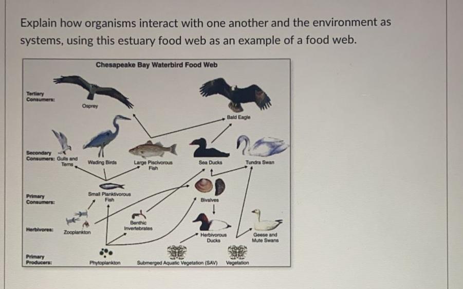 Estuary Food Web