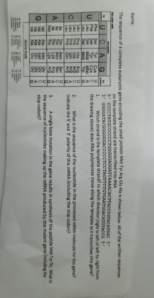 Solved Name: The sequence of a complete eukaryotic gene | Chegg.com