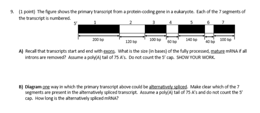 Solved 9. (1 point) The figure shows the primary transcript | Chegg.com
