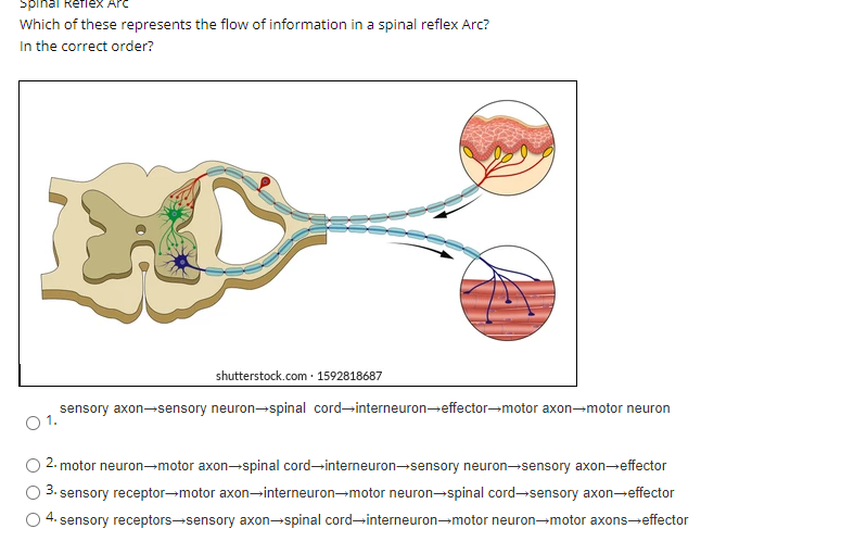 Solved Spinal Reflex APC Which of these represents the flow | Chegg.com