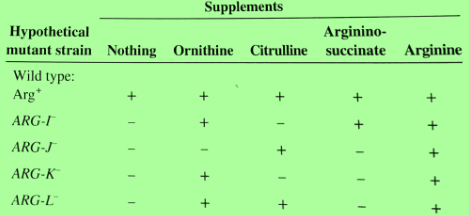 Solved Each complementation group (ARG-E, ARG-F, ARG-G, and | Chegg.com