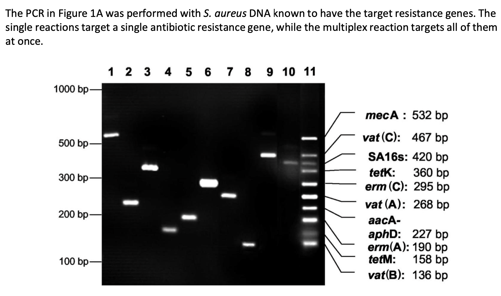 Solved Strommenger Figure 1A Single and multiplex PCR | Chegg.com