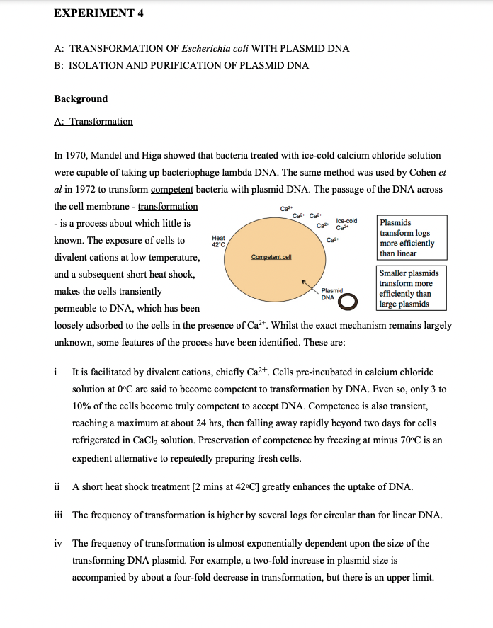 Solved EXPERIMENT 4 A: TRANSFORMATION OF Escherichia coli | Chegg.com