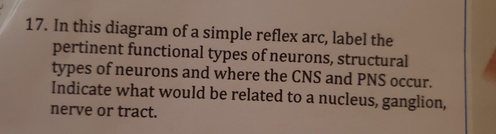 Solved 17. In this diagram of a simple reflex arc, label the | Chegg.com