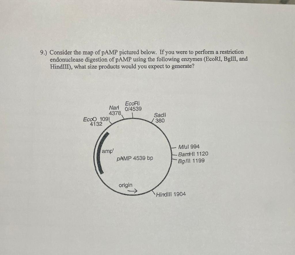 Solved Consider the map of pAMP pictured below. If you were | Chegg.com