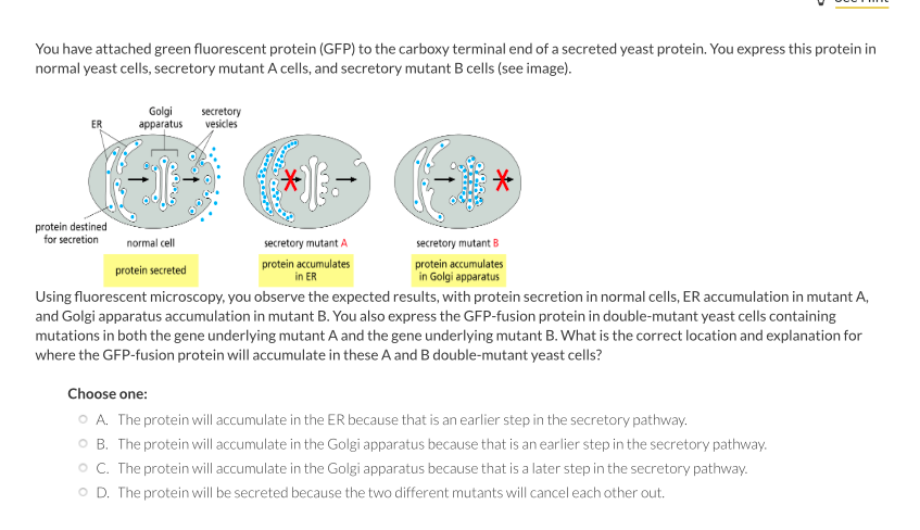 Solved You have attached green fluorescent protein (GFP) to | Chegg.com