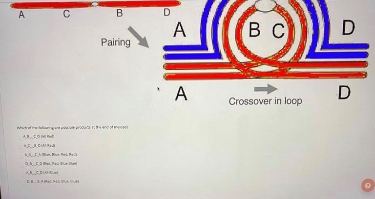 Solved Pericentric inversion heterozygote A B с D B С A B D | Chegg.com
