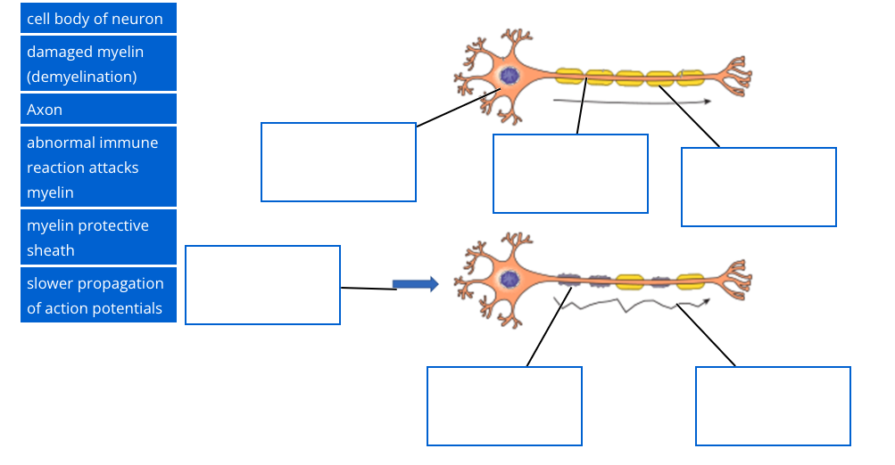[Solved]: Drag and drop the correct labels onto the diagram