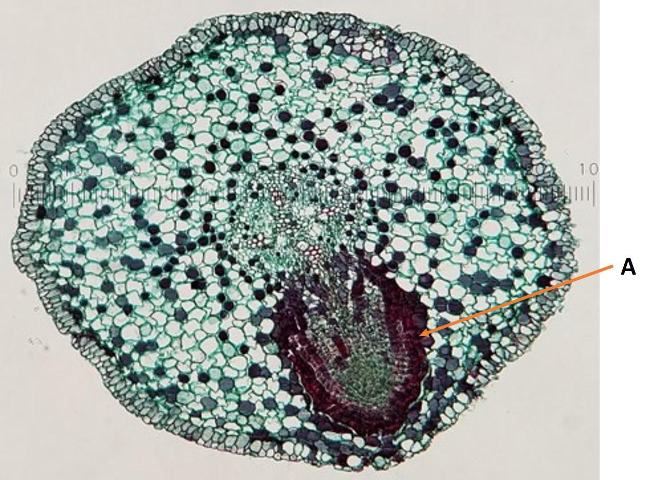 Solved Tilia lateral root cross section What is the specific | Chegg.com