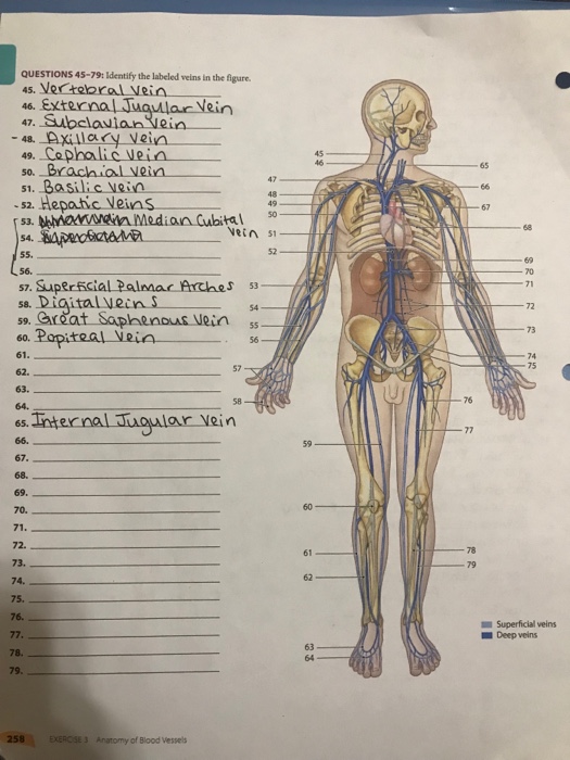 Solved QUESTIONS 45-79: Identify the labeled veins in the | Chegg.com