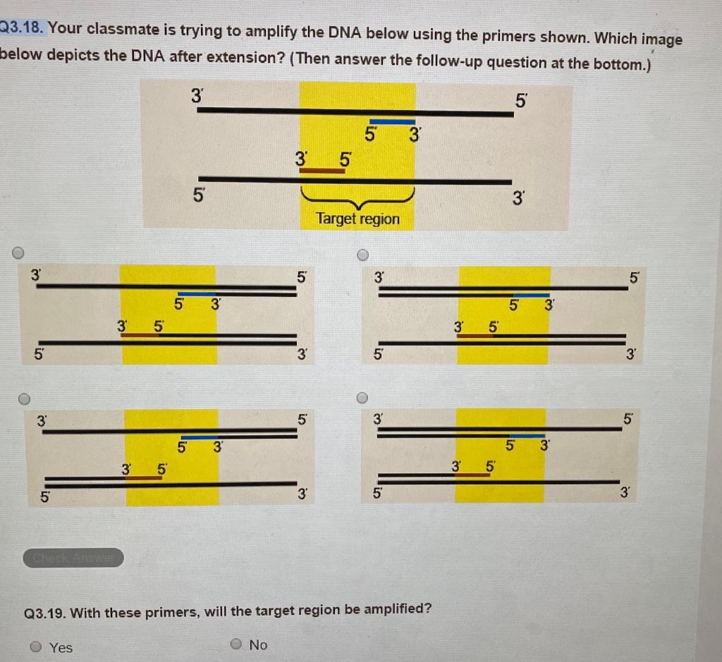 Solved q3.18 your classmate is trying to amplify DNA below | Chegg.com
