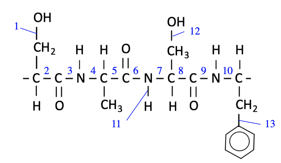 Solved Which of the numbered bonds in this polypeptide | Chegg.com