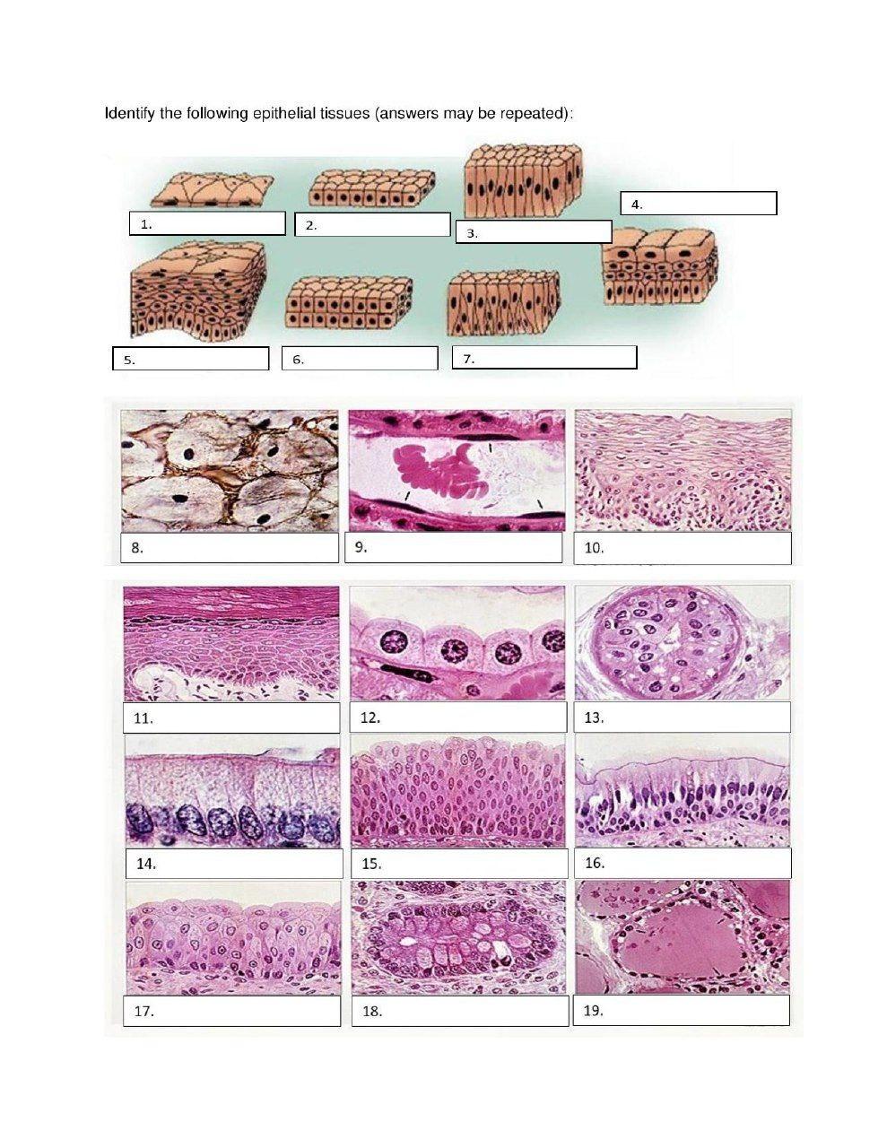 Solved Identify The Following Epithelial Tissues answers Chegg