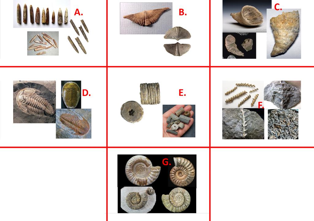 Solved Part 3. Fossil Identification 1. For each specimen, | Chegg.com